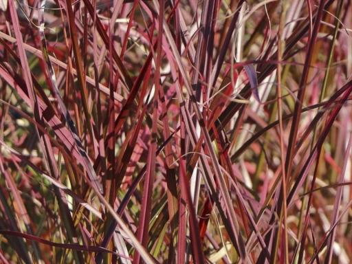 pepinieres Chombart - vivaces-en-conteneurs.com